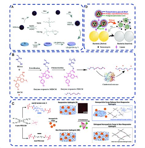 A Schematic Diagram Of Preparation Process Of Lbl Msn Ag Modified Ti Download Scientific
