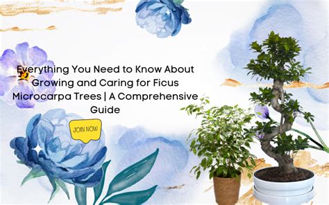 Everything You Need To Know About Growing And Caring For Ficus Microca