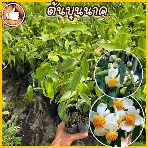 ต้นบุนนาค ต้นไม้มงคล ประจำจังหวัด ส่งเสริมเรื่องความประเสริฐ มีอำนาจและมีบุญ รับประกันสินค้า