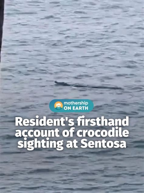 Crocodile Spotted Swimming Off Sentosa Beach Tiktok