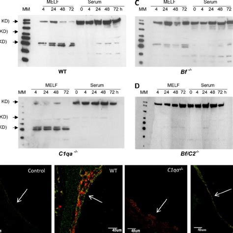 Complement C3 Activation In Wild Type Wt And Complement Deficient Download Scientific Diagram