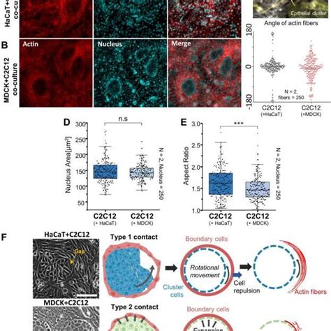Collision Mode Dependent Differential Cytoskeletal Structures A B Download Scientific