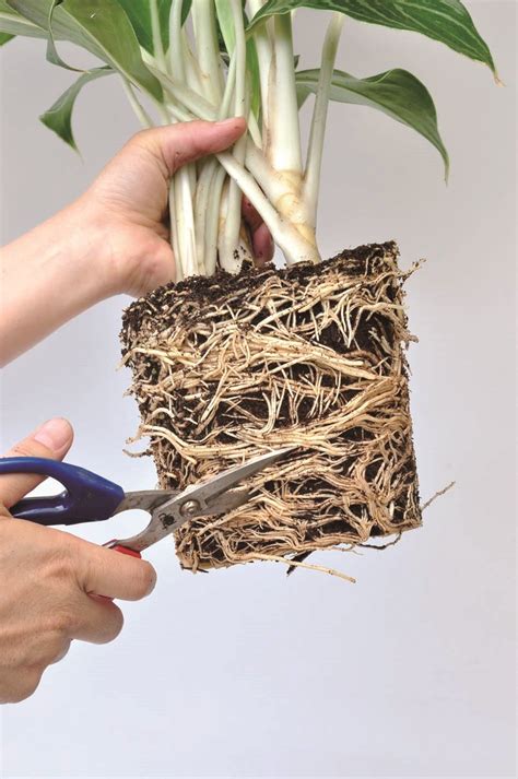 新手種花：植物換盆的六大技巧 大紀元