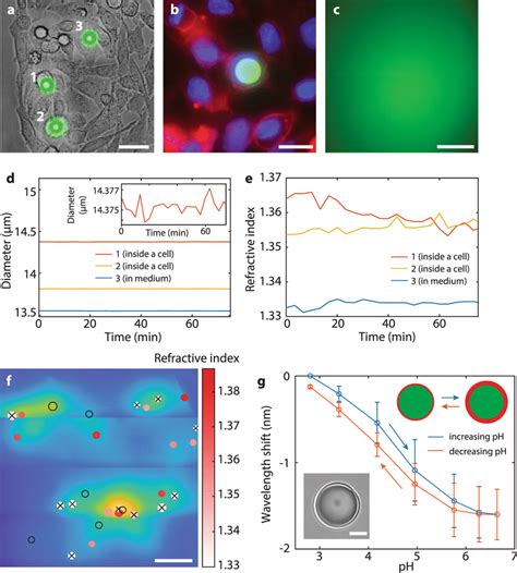 Simultaneous Sensing And Imaging A Combined Bright Field And Download Scientific Diagram
