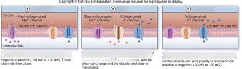 Electrical Events Of Cardiac Muscle Action Potential At The Sarcolemma
