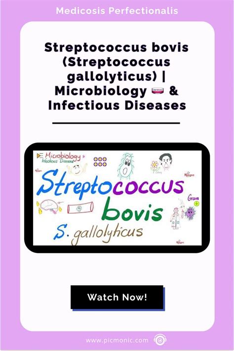 What Is Streptococcus Bovis