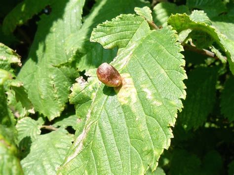Gall Elm Doncaster Naturalists Society
