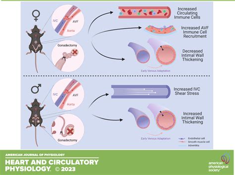 sex hormones impact early maturation and immune response in the