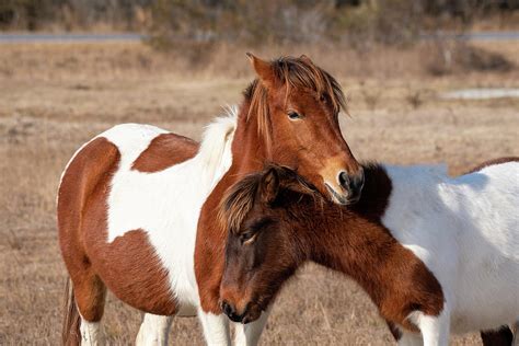 Forever Love Photograph By Rose Guinther Fine Art America