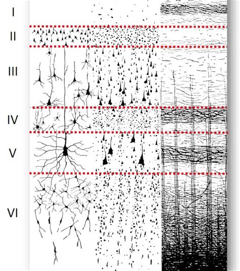 Cortical Layers Diagram Quizlet