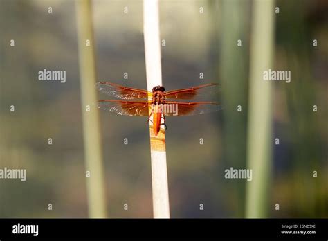 Flame Firecracker Skimmer Resting On Water Grass Santa Clara County