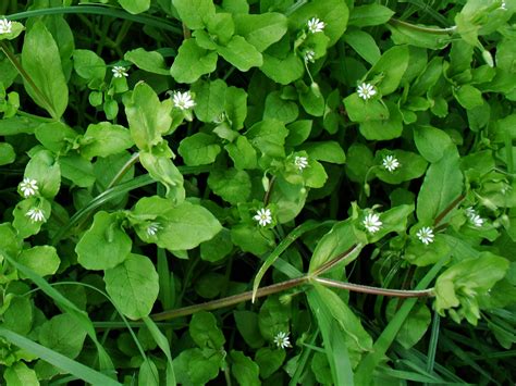 Common Chickweed Identification Common Chickweed Wild Food Uk