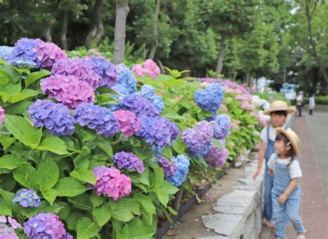 アジサイ鮮やかに 坂出番の州公園で見頃 ニュース COOL KAGAWA 四国新聞社が提供する香川の観光情報サイト