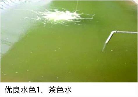 「養魚先養水」如何通過水色判斷水質好壞？ 每日頭條
