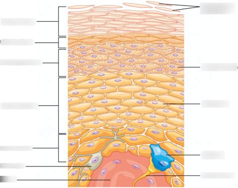 Epidermis Diagram Quizlet