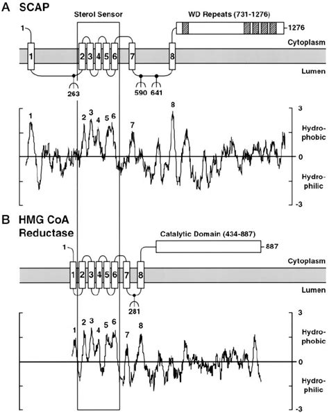 A Shows A Hydropathy Plot Of The Amino Acid Sequence Of Scap And The Download Scientific