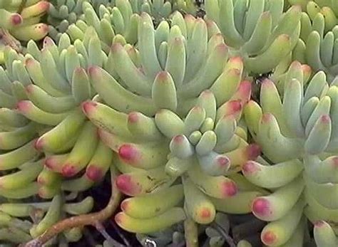 Sedum Una Pianta Grassa Davvero Facile Da Curare
