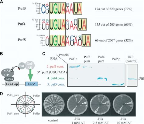 Sequence Motifs Interacting With Puf Proteins A Consensus Motifs Download Scientific Diagram