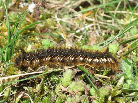The Drinker Caterpillar At Windmill Farm Nature Reserve Wildlife Insight