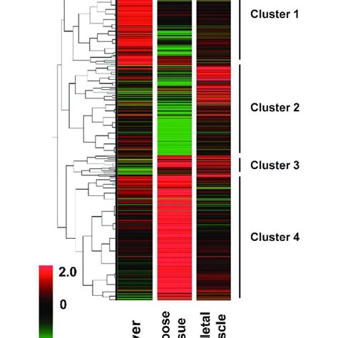 Hierarchical Clustering Analysis Of Differentially Expressed Genes In Download Scientific
