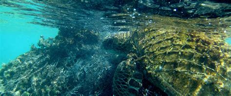 The Great Pacific Garbage Patch Explained Green Journal