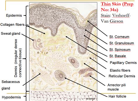 Skin Integumentary System