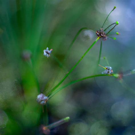 Descubra A Fascinante Jornada Do Juncus Inflexus
