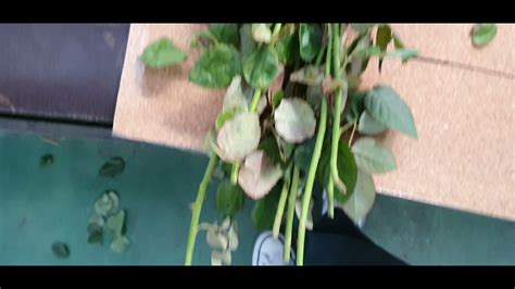 올스타장미 생화 인터넷꽃도매시장 생화택배 생화도매 인터넷꽃시장 인터넷꽃도매 장미대량구매 꽃 꽃다발 꽃도매 꽃시장 부산꽃시장 김해꽃시장 꽃쇼핑몰 김해꽃 부산꽃 꽃싸게사는법