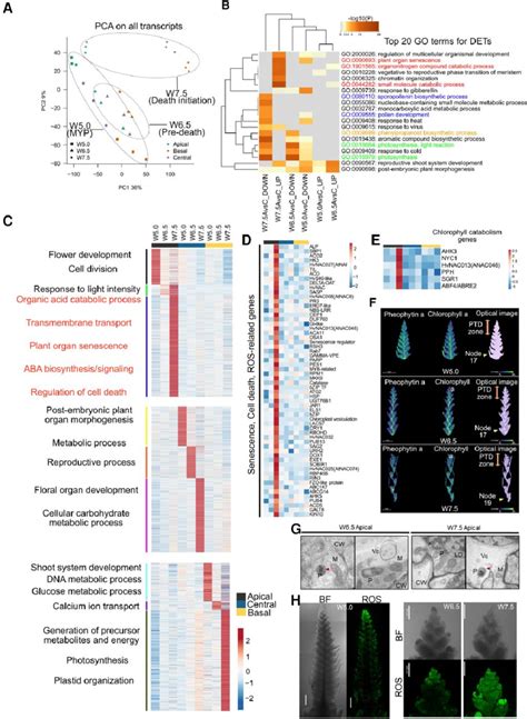 Position Specific Transcriptomic Analysis Identifies Processes