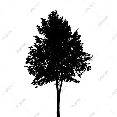 Silueta De árbol Aislado Sobre Fondo Blanco Png Aislado Rama Frente
