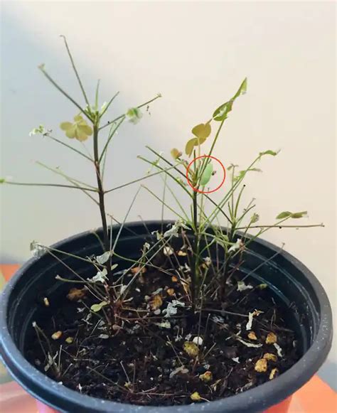 만지면 폭발하는 괭이밥 씨방의 정체… 토끼풀 클로버 과 차이점은 Botanical House