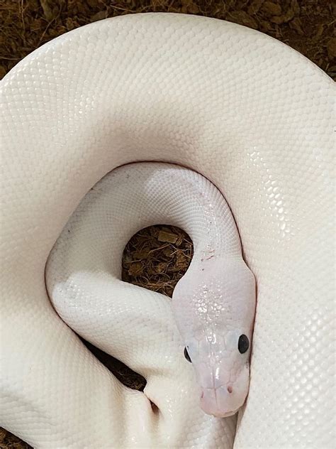 Help~my Ball Python Neck Scale Does Not Look Right