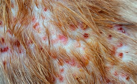 What Is Canine Pyoderma Skin Infections In Dogs Explained Canine
