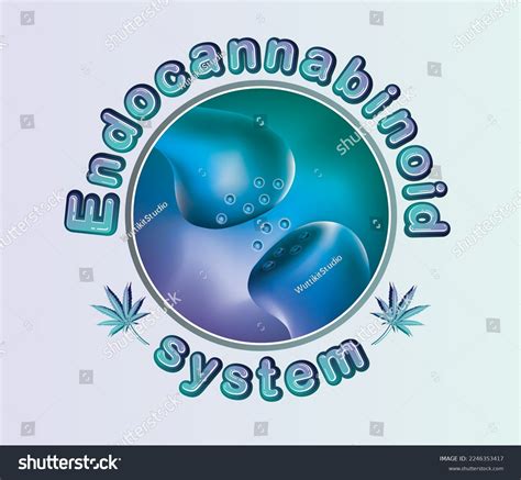 Human Endocannabinoid System On White Background Stock Vector Royalty