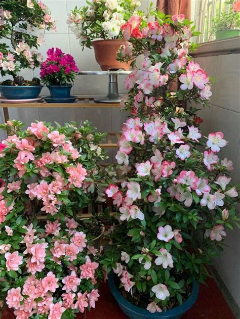 這10個杜鵑花品種養一次就上癮花一開都看不見葉 每日頭條