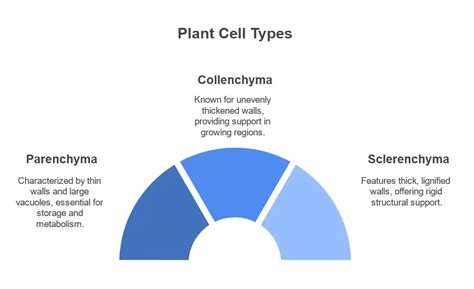 Parenchyma Vs Collenchyma Vs Sclerenchyma Comprehensive Cell Comparison Ecotsy