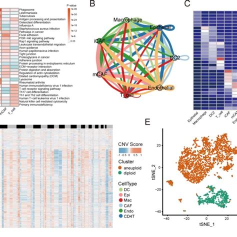 Function And Copy Number Variation Cnv Analysis Of Ptc A Pathway