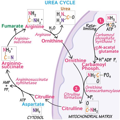 Urea Cycle Steps