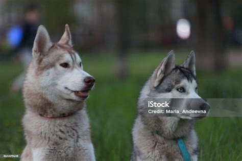 시베리아 실 팍 한 사람 가족입니다 브라운과 파란 눈 하나 하나입니다 공원에 있는 도보 가축에 대한 스톡 사진 및 기타 이미지 Istock