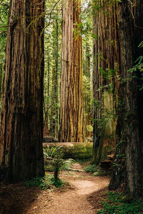 How To Get Married In The California Redwoods — Love And Latitudes
