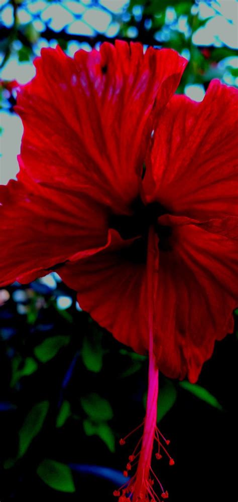 Pin By ŞĂڈ ŞŲمbŰل On Zedge Wallpaper Plants Garden Wallpaper