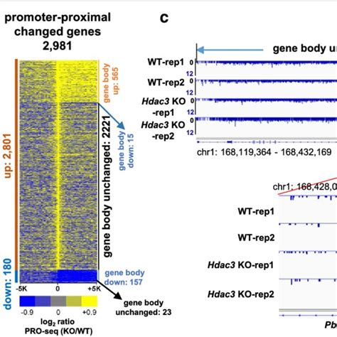 PDF Nascent RNA Sequencing Analysis Provides Insights Into Enhancer Mediated Gene Regulation