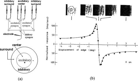 Receptive Field And Ganglion Cell A Onoff Center B Cats Rgc Download Scientific Diagram