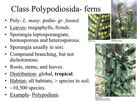 Ppt Seedless Vascular Plants Chapter 17 Powerpoint Presentation Free