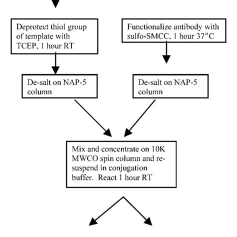 Flow Chart Outlining The Steps In The Production And Purification Of