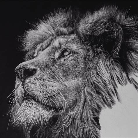 How To Draw Hyper Realistic Lion