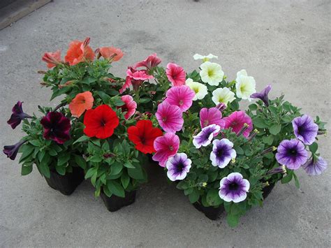 Images Multicolor flower Petunia