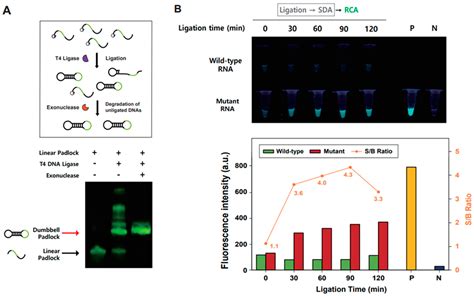 Fluorometric Detection Of Sars Cov 2 Single Nucleotide Variant L452r Using Ligation Based