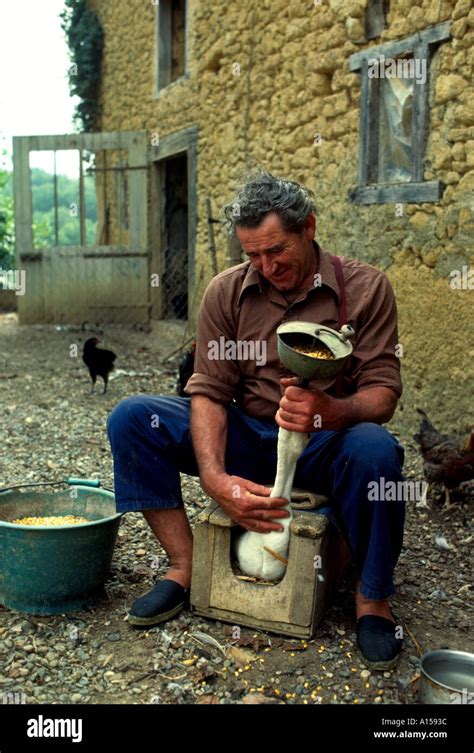 Man Force Feeding Goose To Make Foie Gras Bordeaux Aquitaine France A