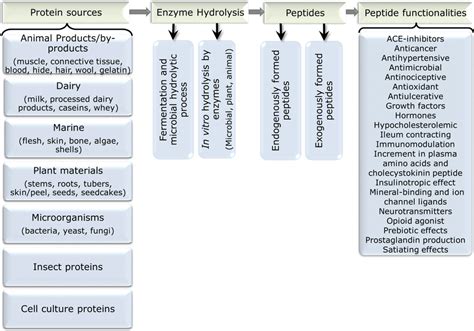 Production And Functionalities Of Bioactive Peptides Download